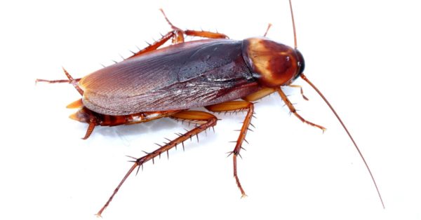 5 Roach Facts | Arrow Exterminating Company