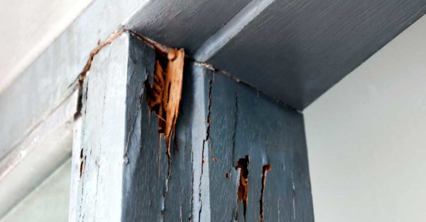 Pests in Boxes and Paper | Arrow Exterminating Company, Inc.